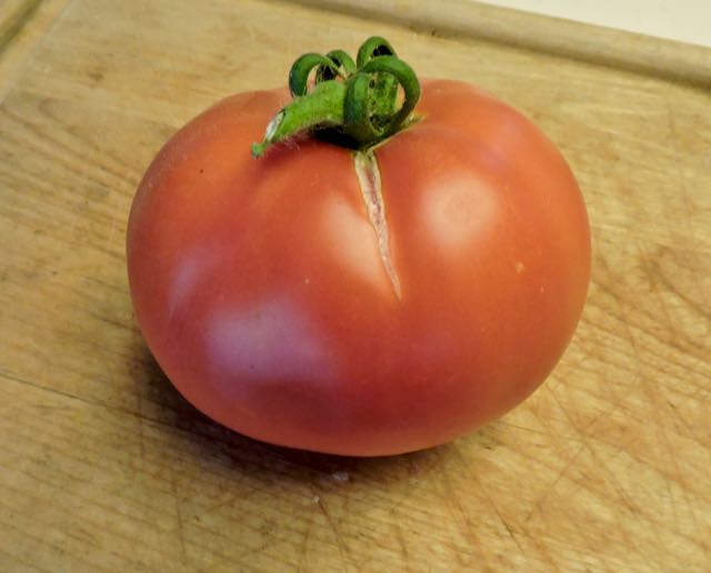 garden shady lady tomato prize jul 26 18 – 1 | From Sacramento to ...